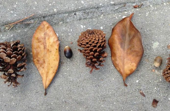 Nature Number Puzzles - Tree House Learning